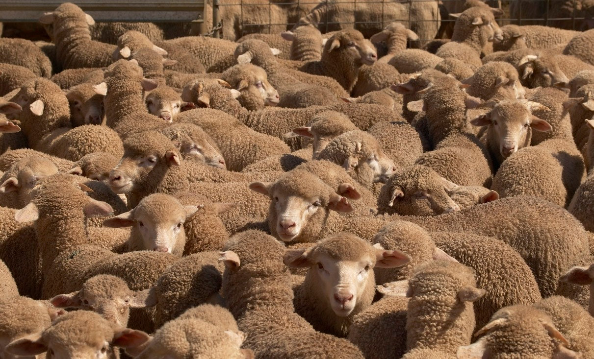 The Australia-United Kingdom Free Trade Agreement offers access to the UK market for Australian ...